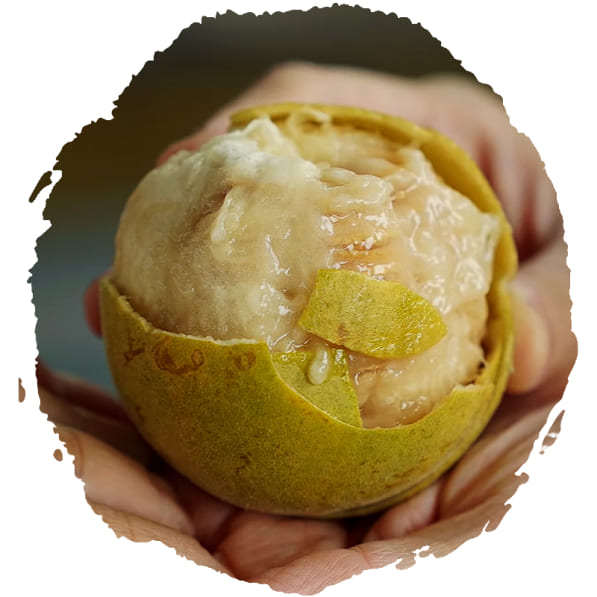 Discover the Immortals' Fruit: What is Monk Fruit? – Lakanto USA