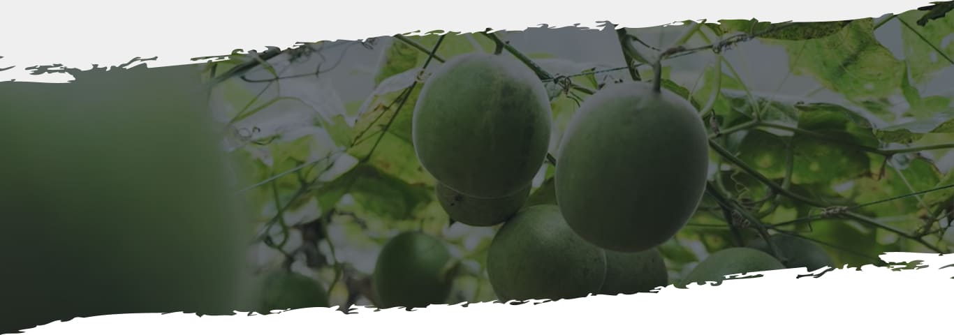Discover the Immortals' Fruit: What is Monk Fruit? – Lakanto USA
