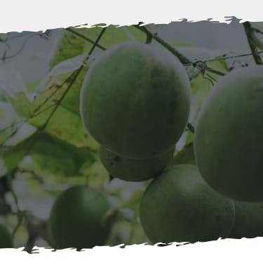 Monk fruit (new) – Lakanto